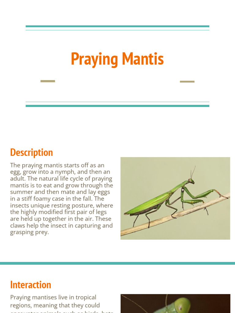 The Praying Mantis | PDF