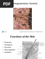 Friction Ridge Skin Morphogenesis and Overview | PDF | Epidermis | Hand