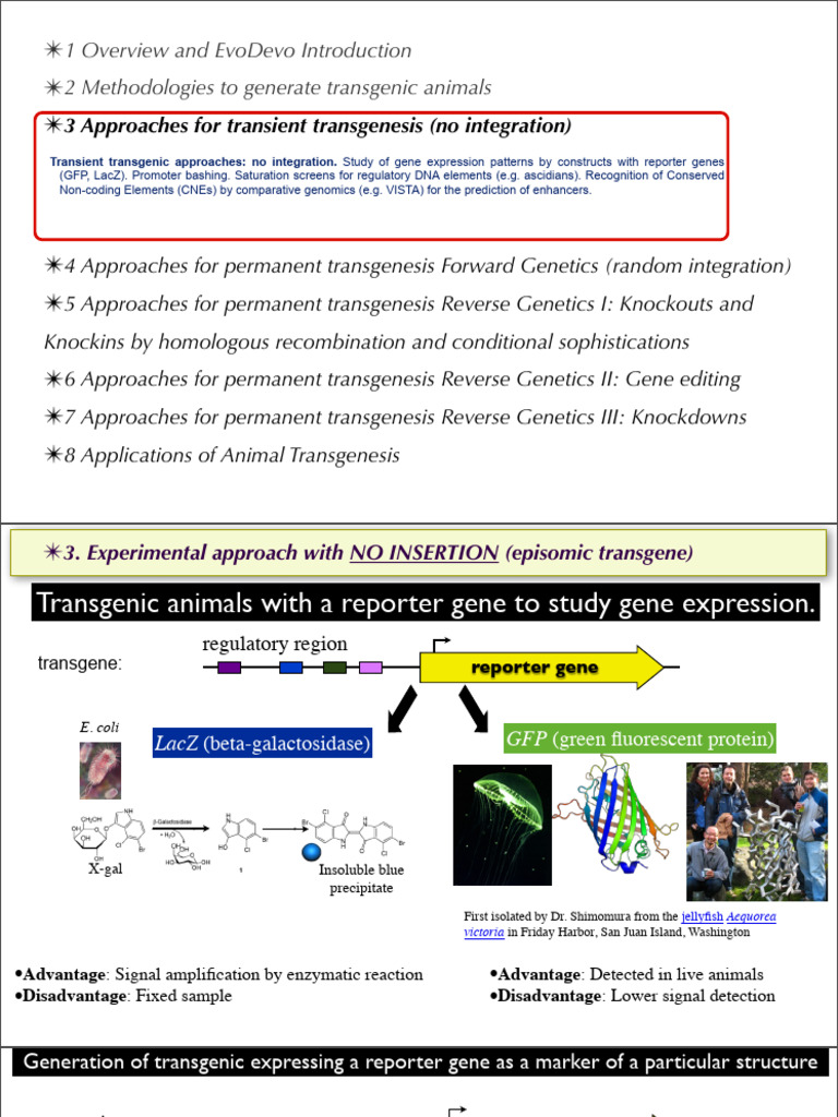 3.3 No integration 3.4 Forward Genet Random Insertion | PDF | Transgene | Transposable Element