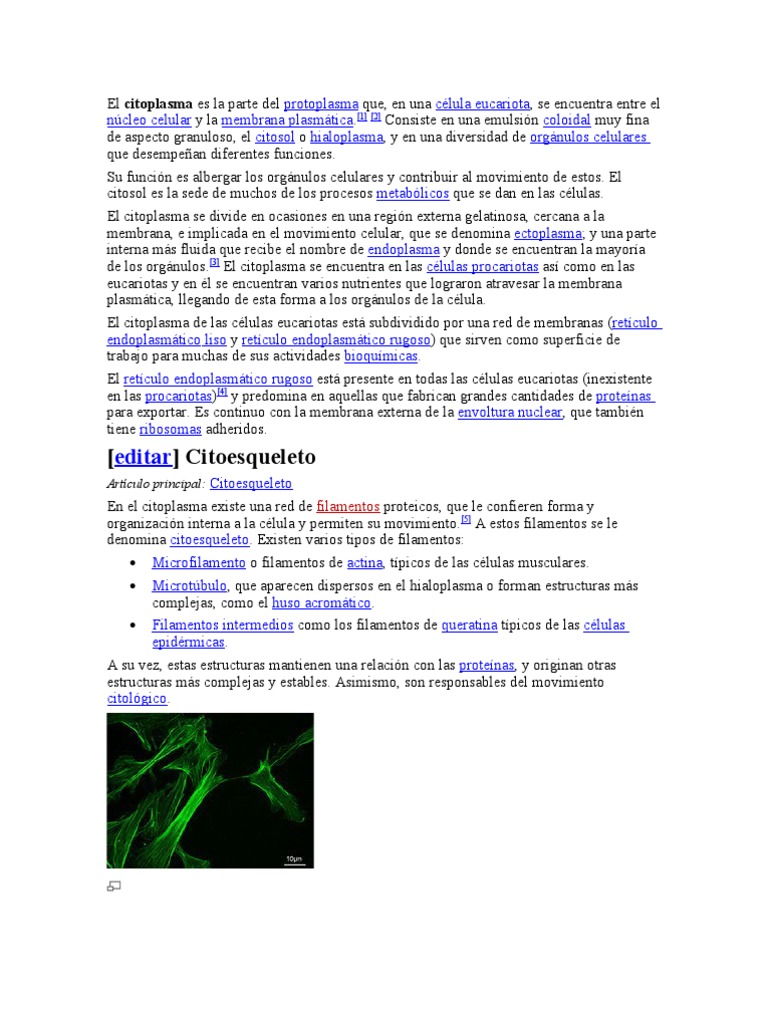 Citoplasma y Carioplasma | PDF | Citoplasma | Retículo endoplásmico