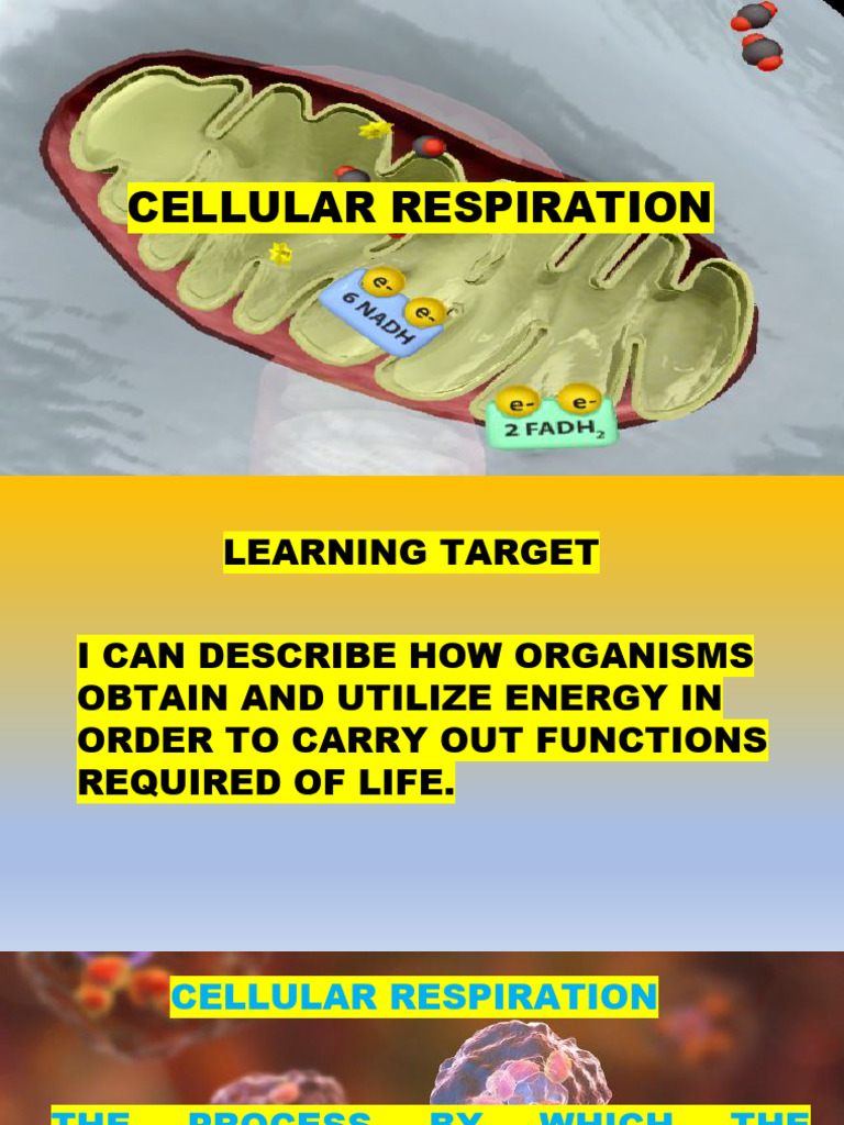 CELLULAR RESPIRATION DAY 6 | PDF | Cellular Respiration | Diet & Nutrition