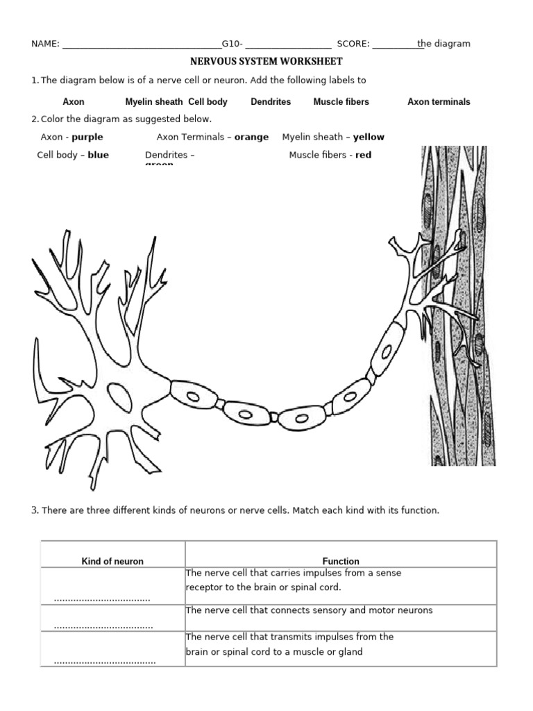 Nervous System Worksheet | PDF | Nerve | Axon