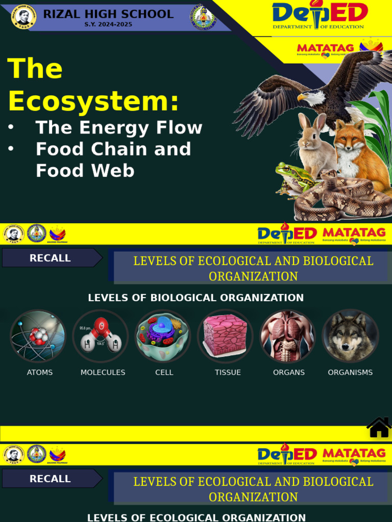 WEEK 8 The Ecosystem (Energy Flow) | PDF | Food Web | Ecosystem