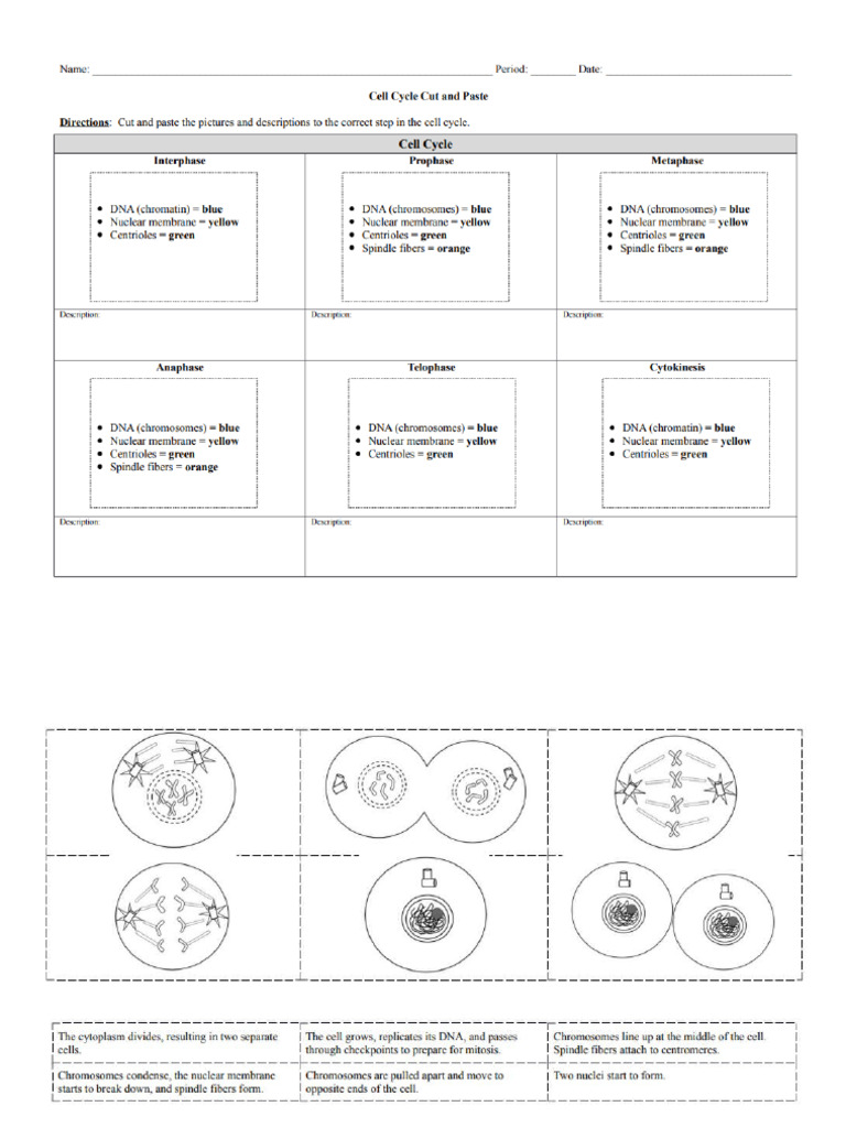 mitosis-meiosis | PDF