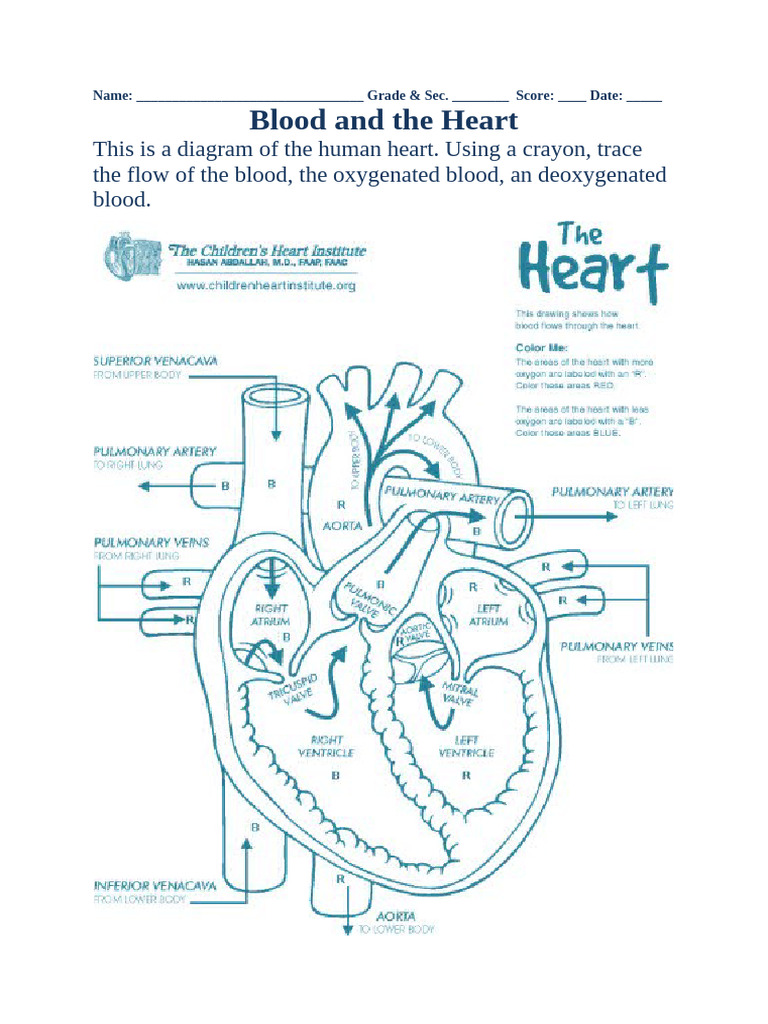 Activity About Circulatory System | PDF