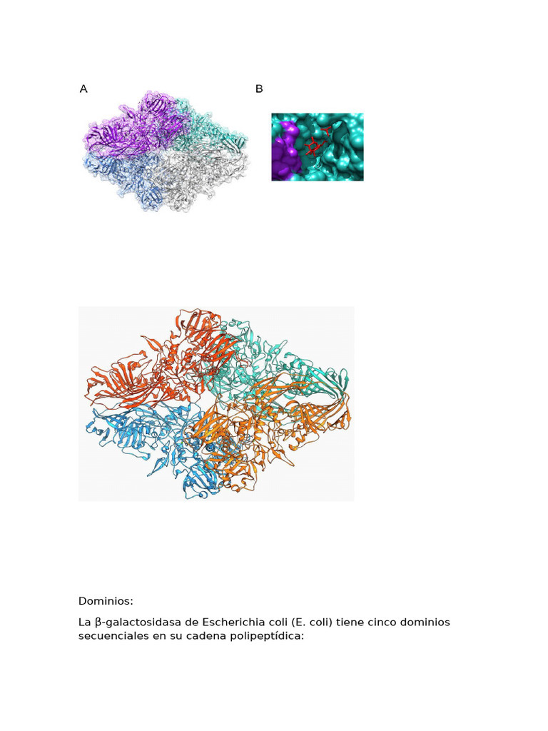 Dominios: La β-galactosidasa de Escherichia coli (E. coli) tiene cinco ...