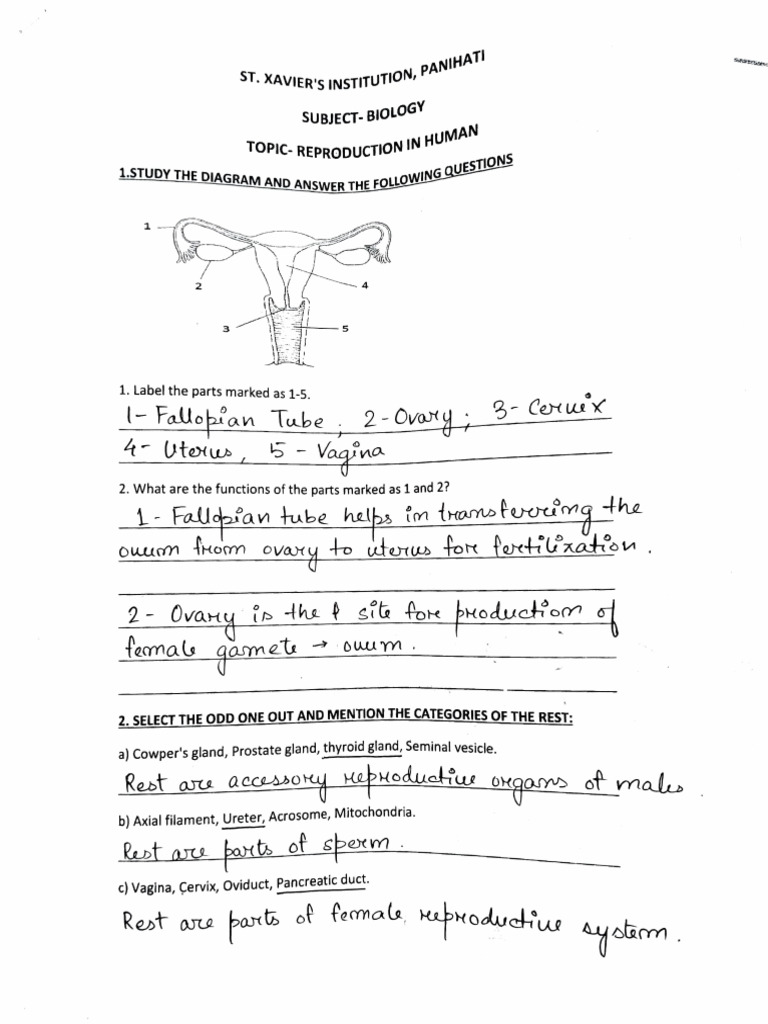 reproduction worksheet | PDF | Sperm | Human Reproduction