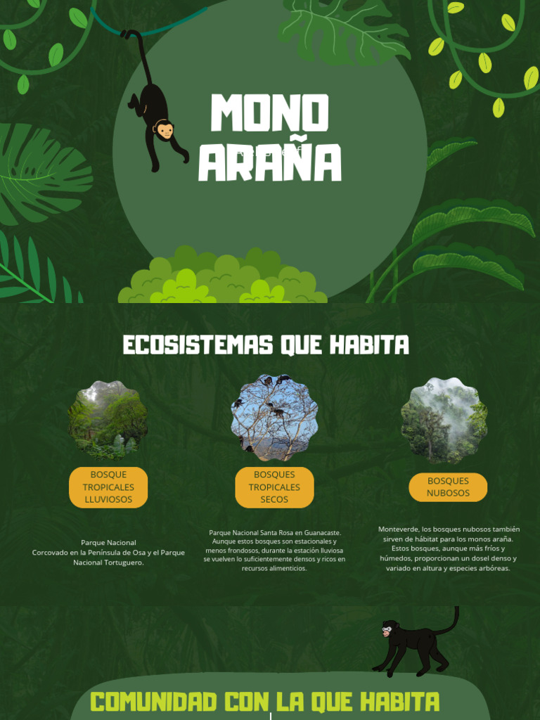 Mono Araña | PDF | Los bosques | Arboles