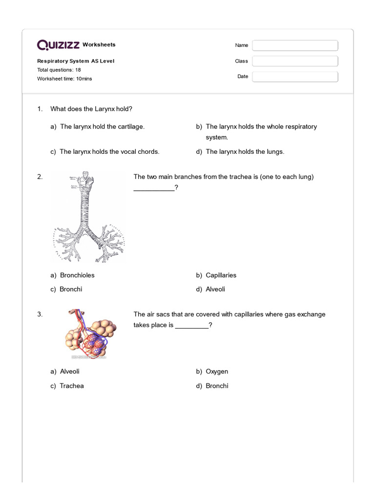 Respiratory System AS Level - Quizizz | PDF | Respiratory Tract | Lung