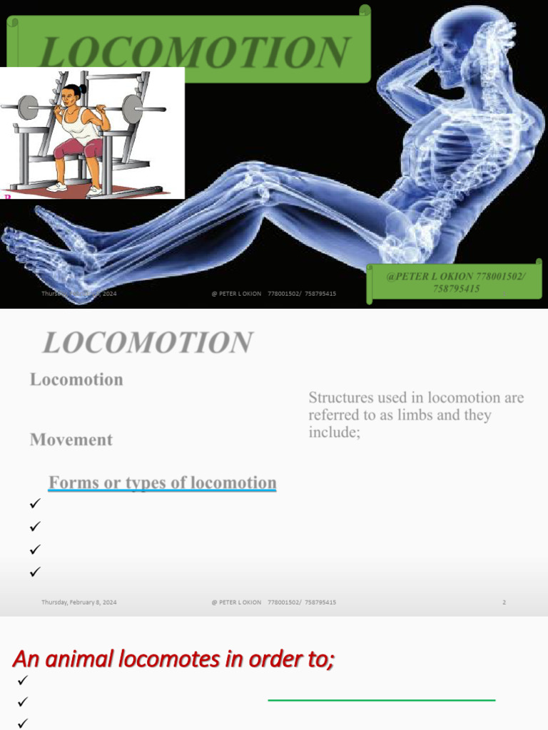 Types of Locomotion in Mammals | PDF | Vertebra | Vertebral Column