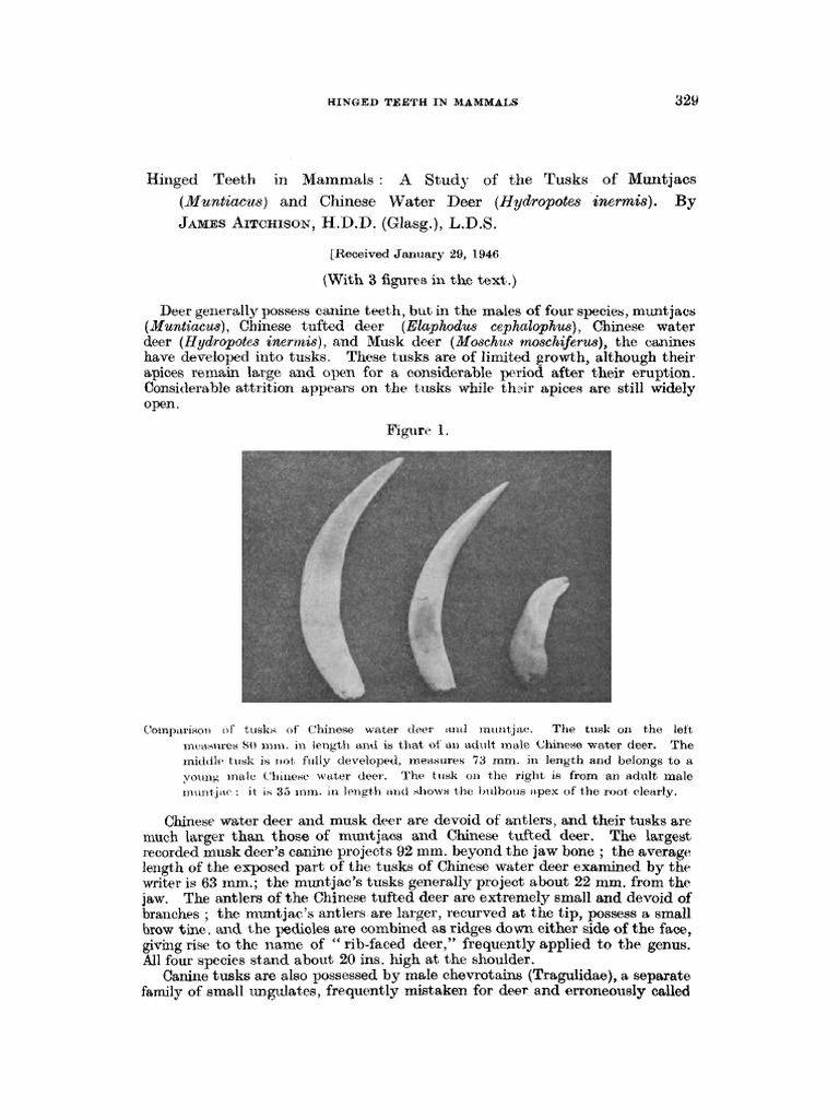 Hinged Teeth in Mammals：A Study of the Tusks of Muntjacs (Muntiacus ...