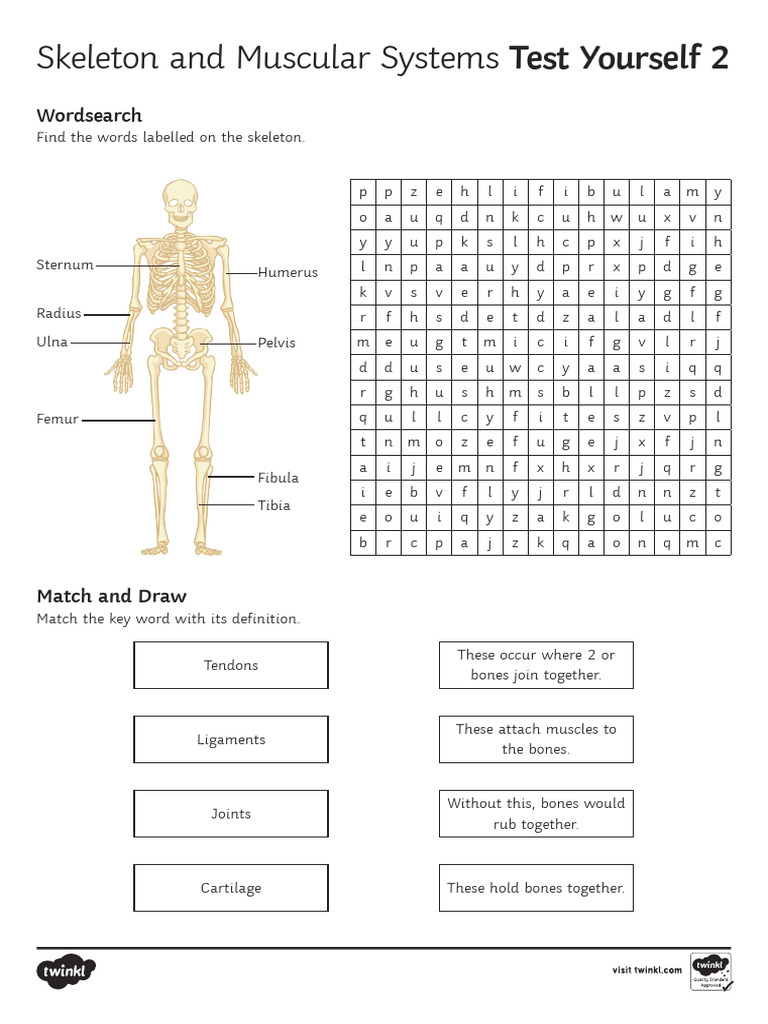 Skeleton and Muscular Systems Test Yourself 2 | PDF | Skeleton | Pelvis