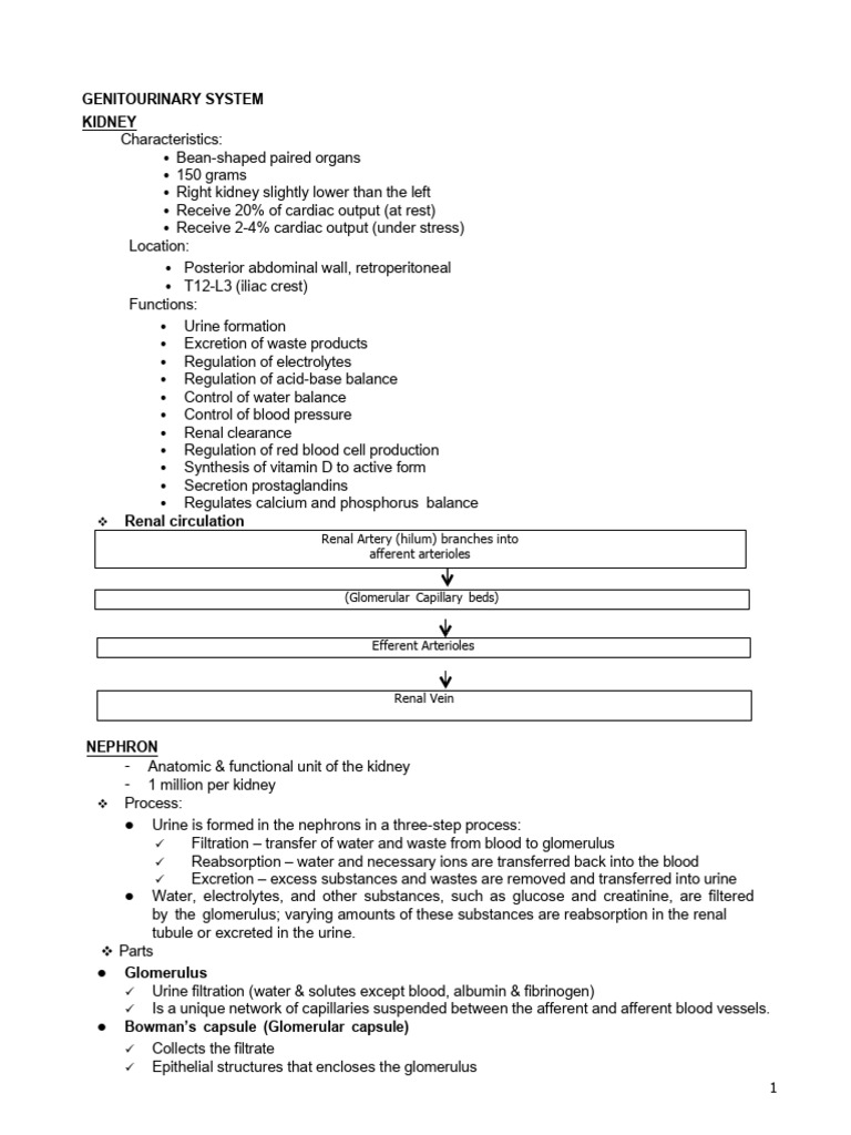 GENITOURINARY-SYSTEM | PDF | Angiotensin | Kidney