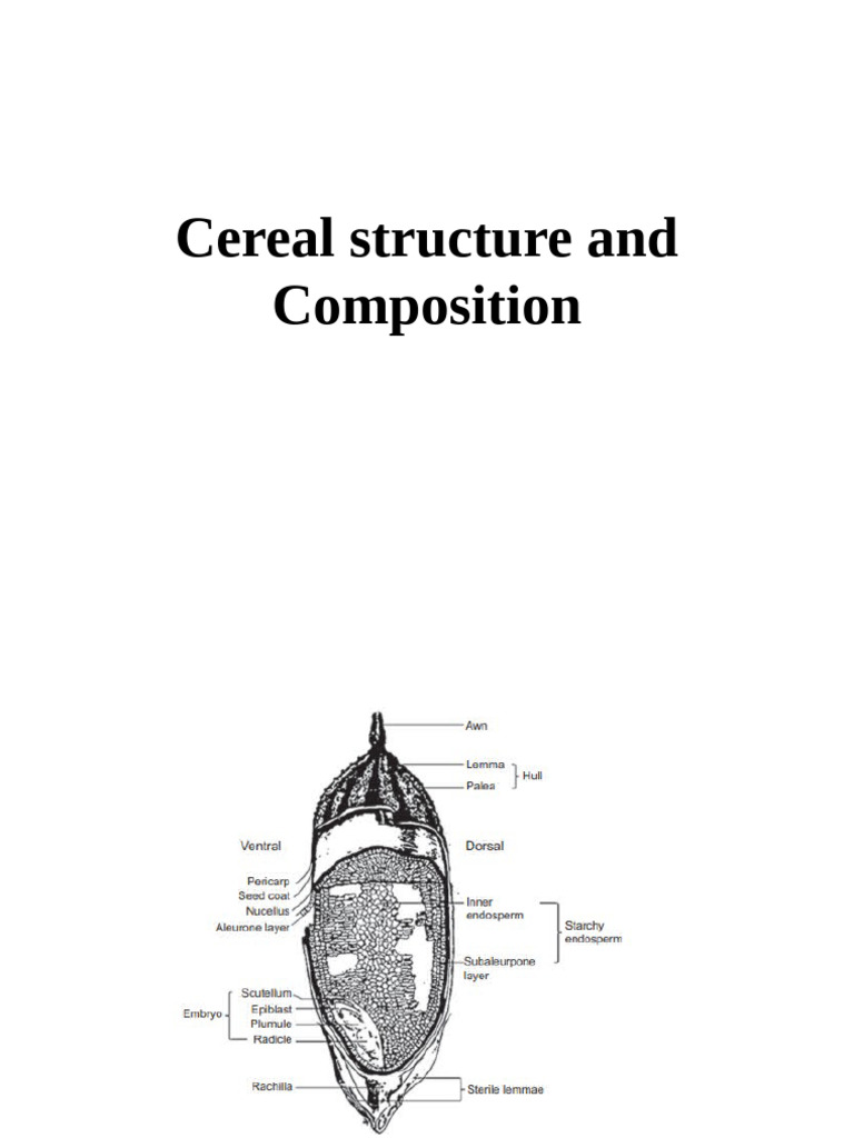 Cereal Structure and Composition | PDF