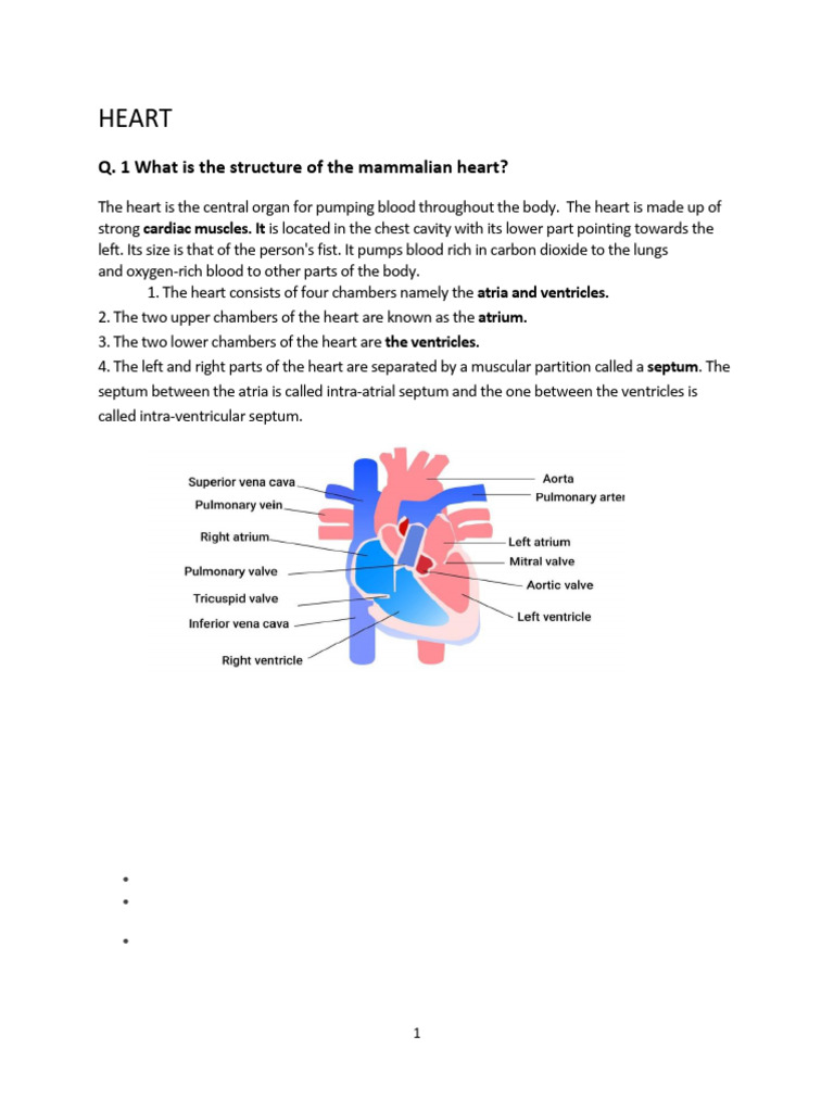 Transport in Animals Worksheet | PDF | Heart Valve | Heart