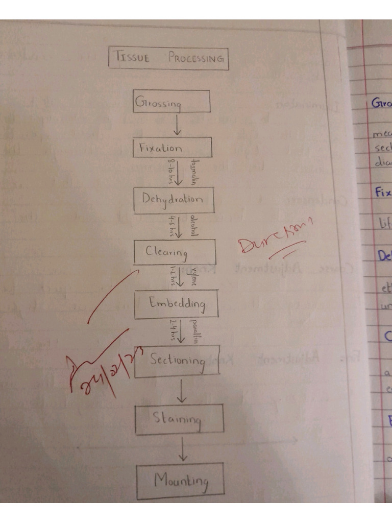 Tissue Processing | PDF