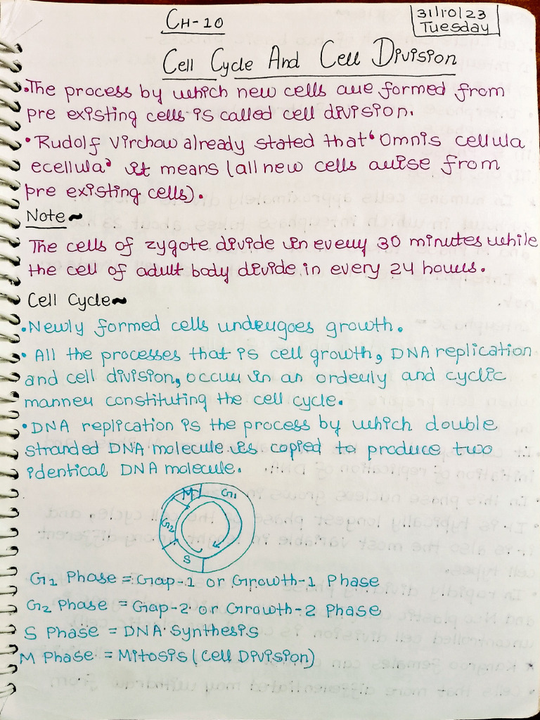 Ch-10 Cell Cycle and Cell Division | PDF | Meiosis | Mitosis