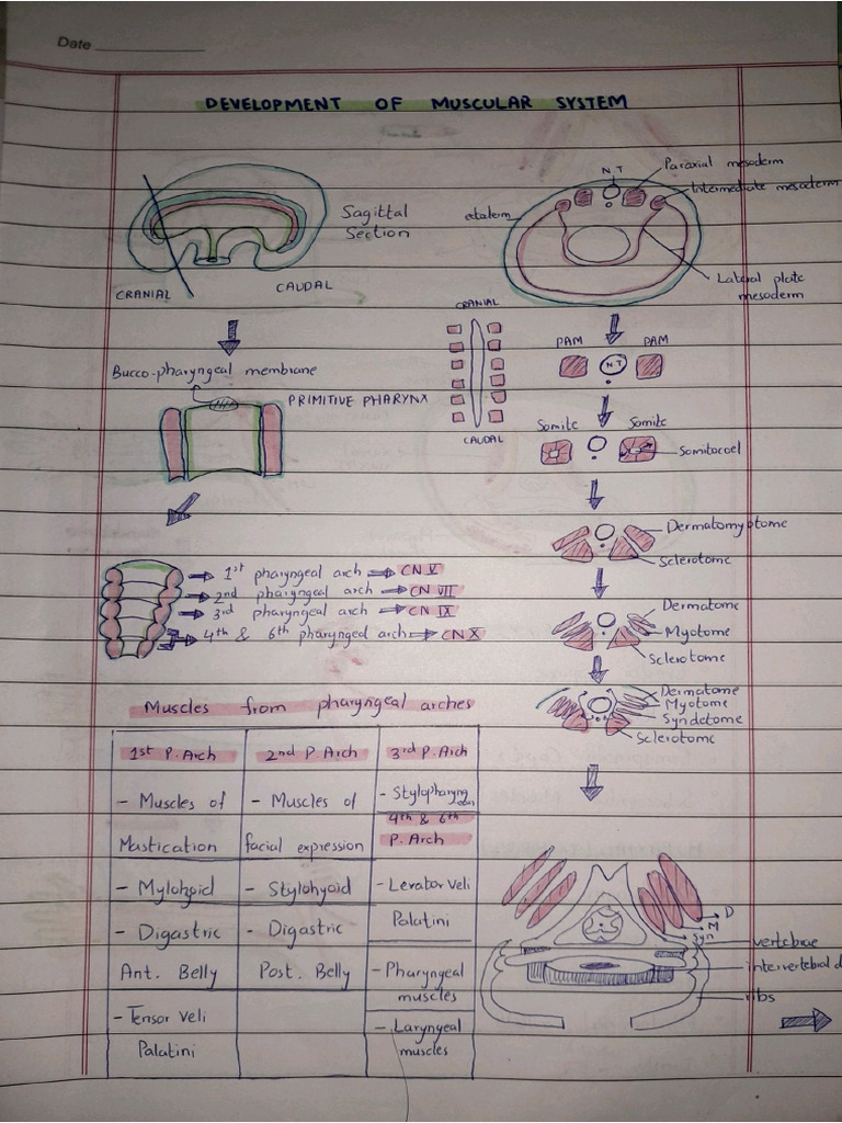Development Of Muscular System | PDF