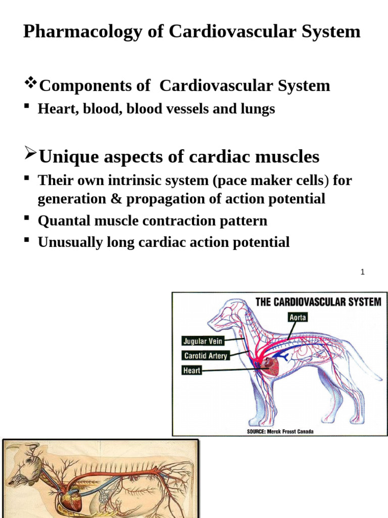Cardiovascular System | PDF | Heart | Blood Pressure