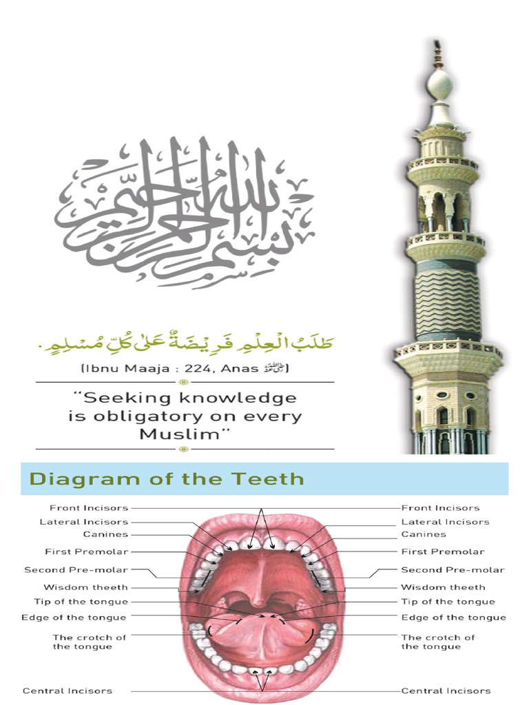 Articulation - Pronunciation | PDF