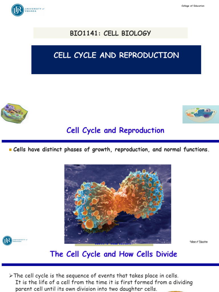 BIO1141 - Lecture 7 - Cell Cycle and Division | PDF | Meiosis | Mitosis
