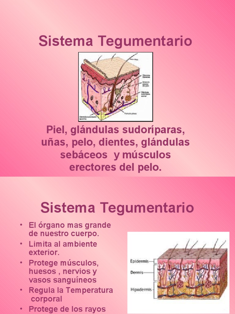 Sistema Tegumentario | PDF | Epidermis | Piel