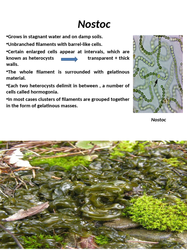 Nostoc | PDF