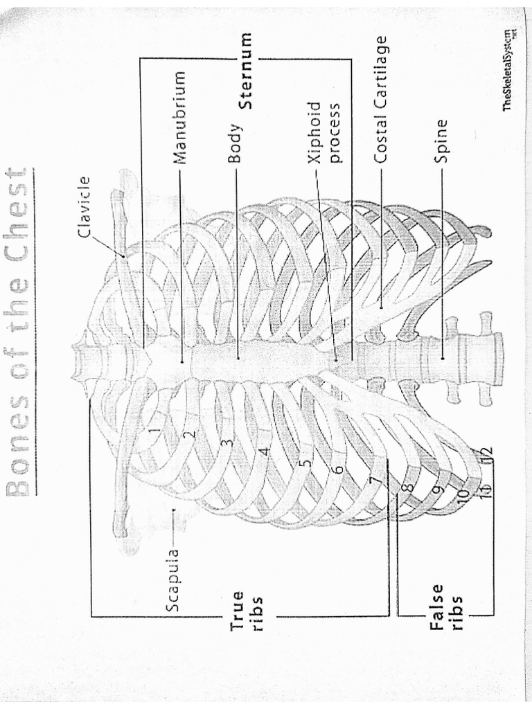 Bones of Chest | PDF