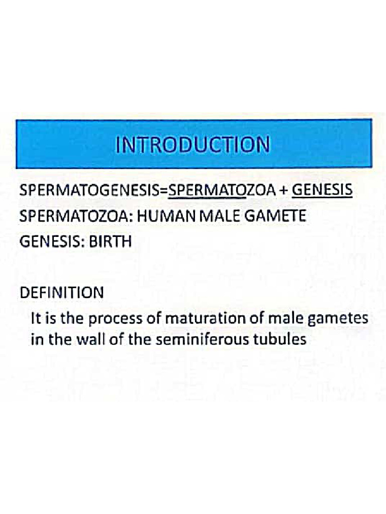 Spermatogenesis (Pirated Version) | PDF