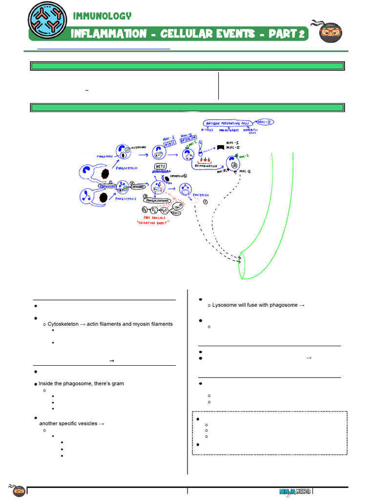 Inflammation Cellular Events Overview | PDF | Macrophage | Antigen