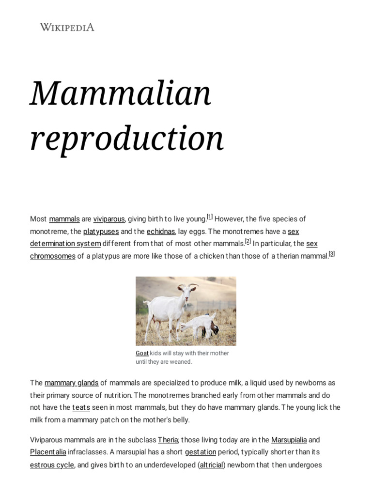 Mammalian Reproduction - Wikipedia | PDF | Biological Processes ...