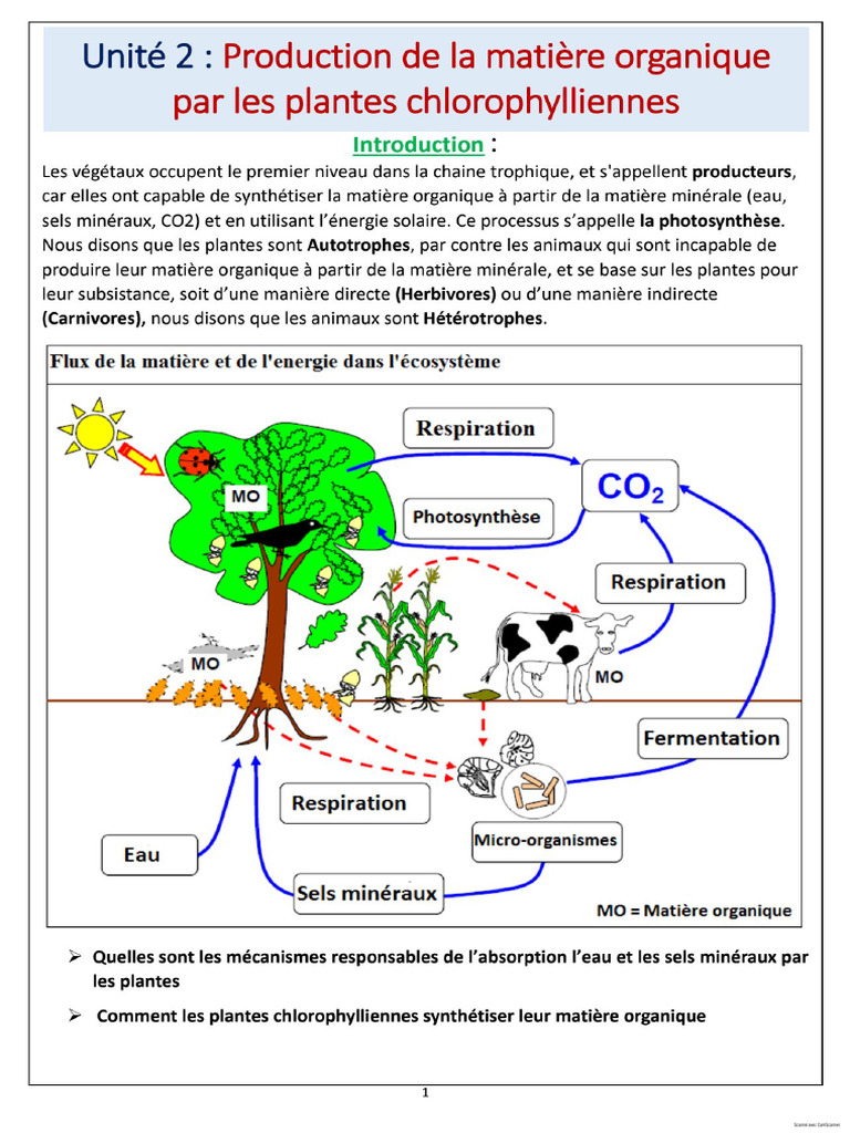 Absorption de L'eau Et Sels Minéraux | PDF