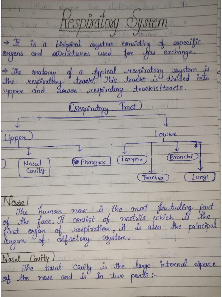 Respiratory System Topics | PDF