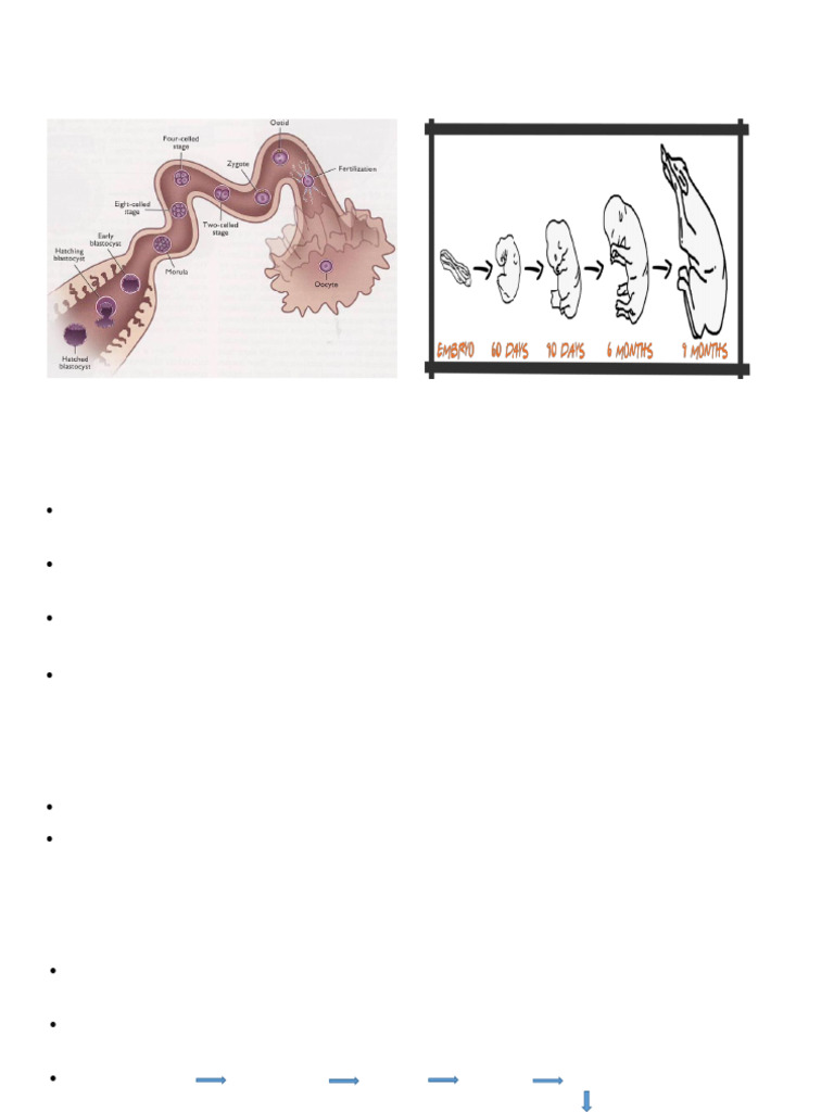 Understanding Animal Gestation Stages | PDF | Embryo | Uterus
