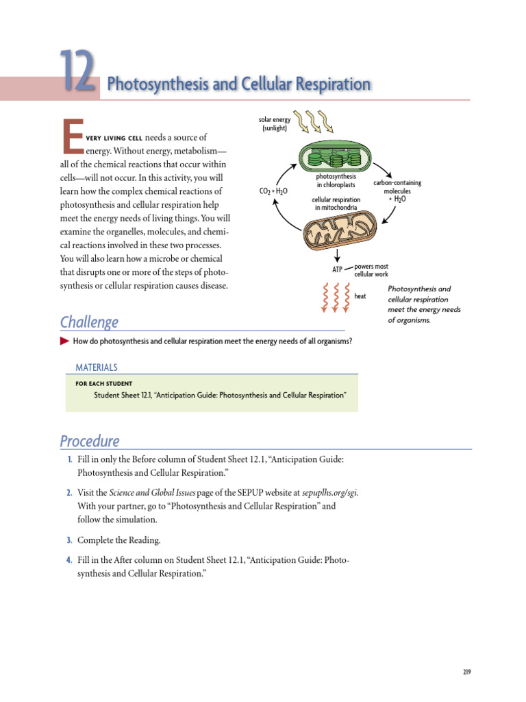 Cellular Respiration Overview Worksheet | PDF | Cellular Respiration ...