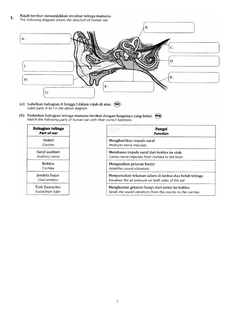 F3 C1 Human Ear Exercise | PDF