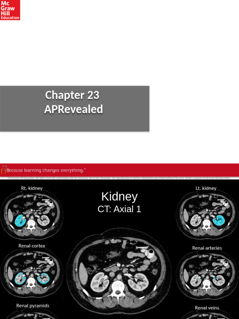 ch23 APR Lecture PPT | PDF | Urinary System | Kidney