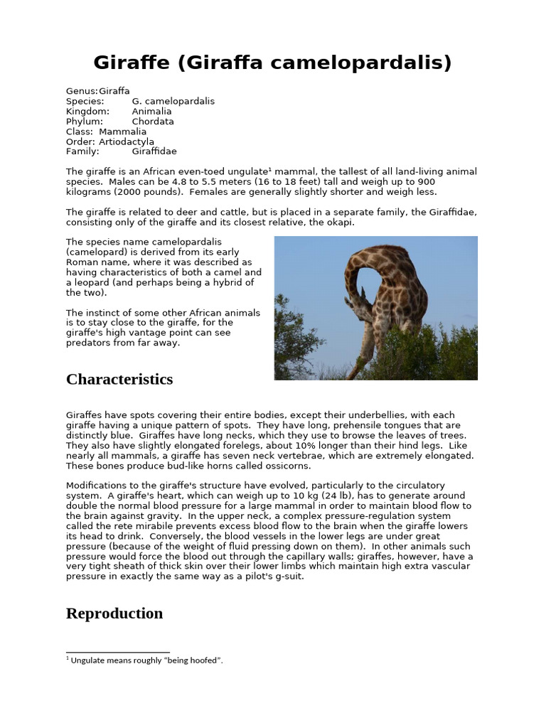 Giraffe | PDF | Giraffe