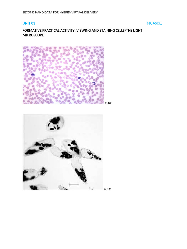 A0_DATA -Viewing and Staining Cells_S1_2023 | PDF