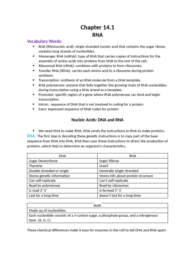 Chapter 14 RNA CE | PDF | Rna | Translation (Biology)