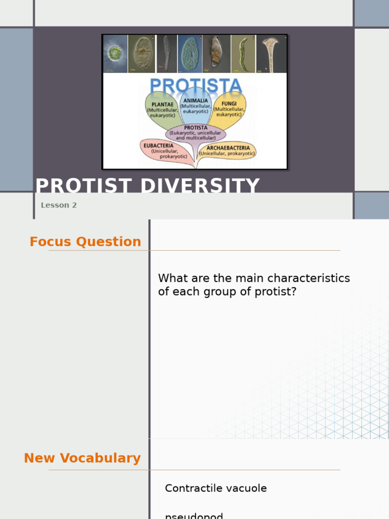 18.2 Protist Diversity | PDF | Algae | Organisms