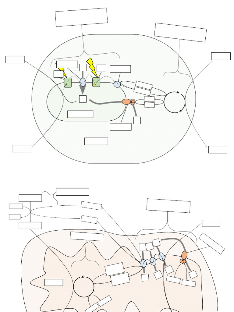 Photosynthesis Vs. Cellular Respiration Diagrams | PDF