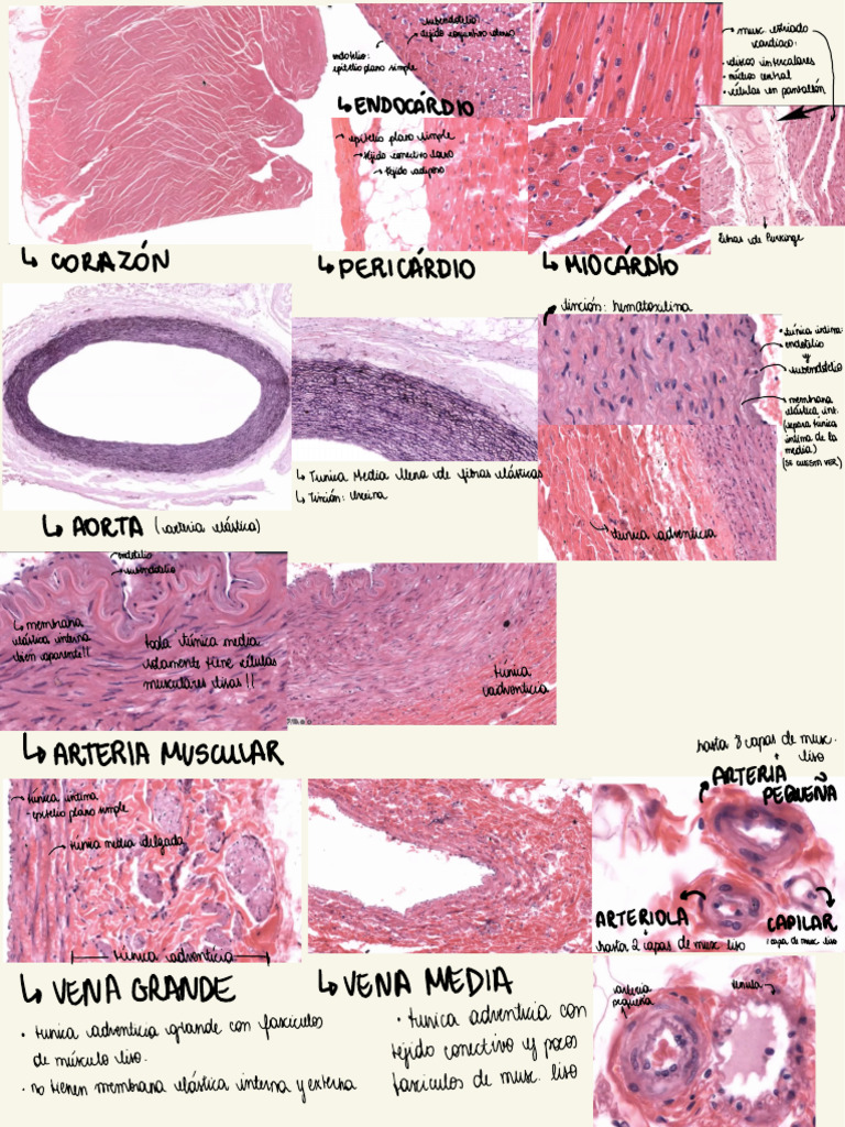 HEG ORAL | PDF | Timo | Artería