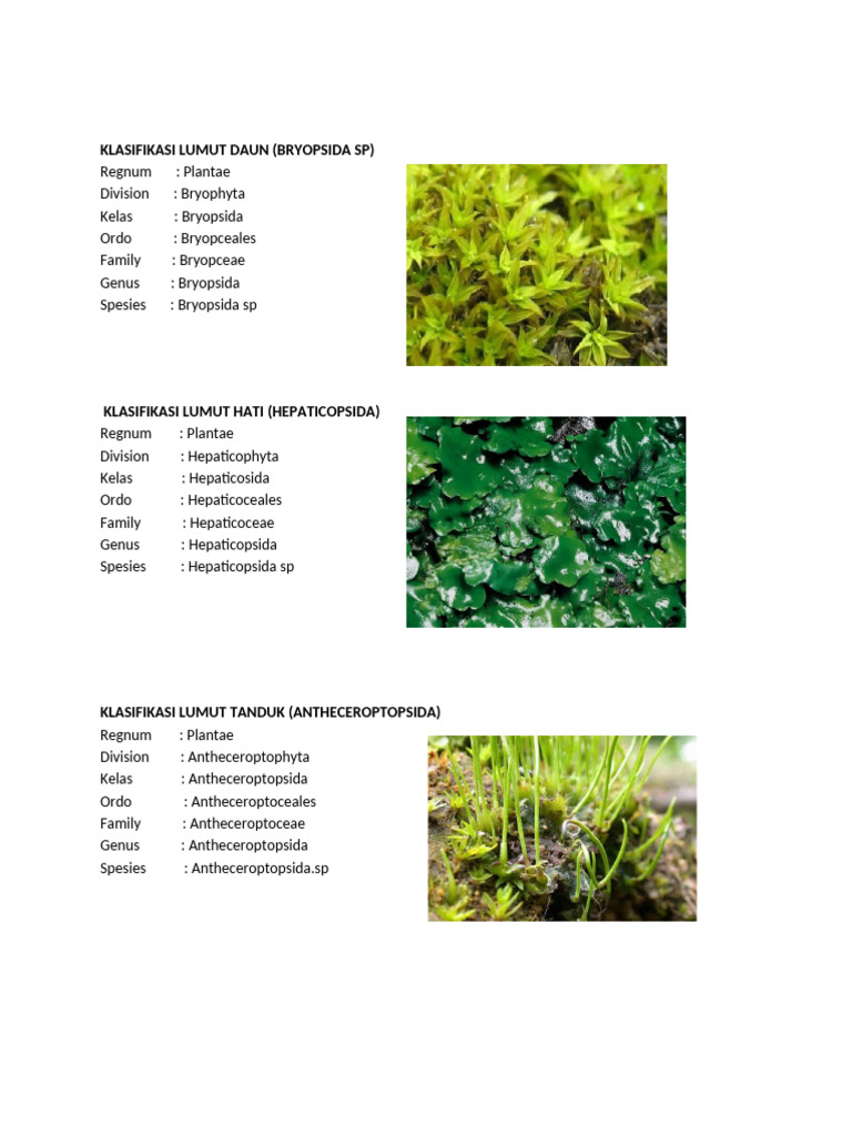 Klasifikasi Lumut Daun 2 | PDF
