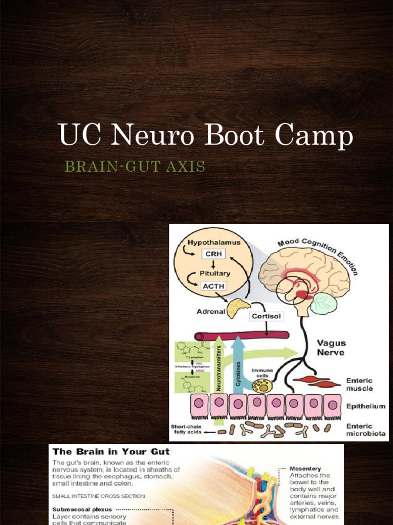 Brain-Gut Axis: IBS and Mental Health | PDF | Irritable Bowel Syndrome ...