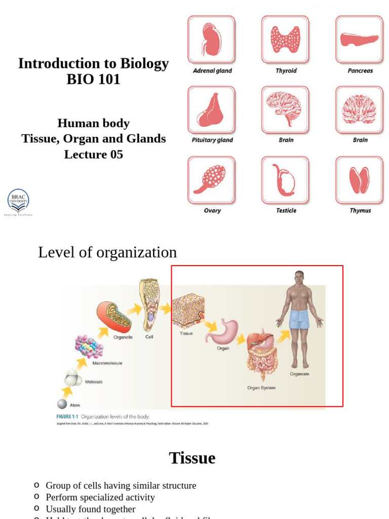 L5 BIO 101 Human Body Tissue, Organ, System, Glands | PDF | Endocrine ...