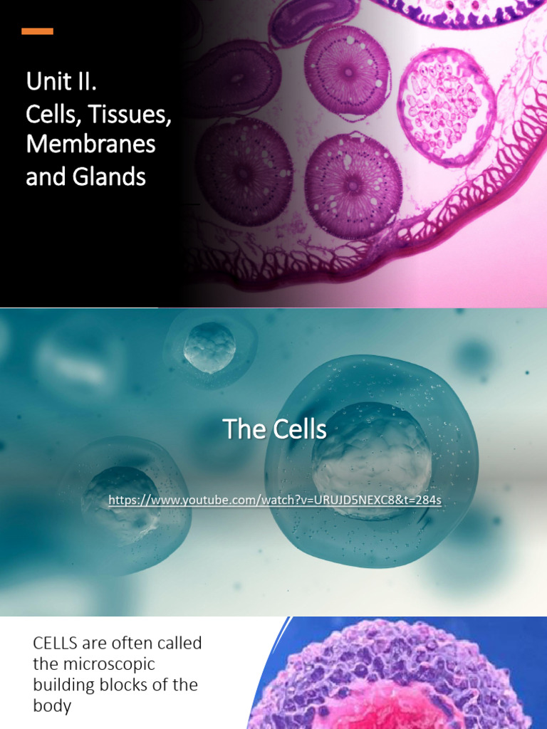 Unit 2 The Cell Tissues Membranes and Glands | PDF | Cell (Biology ...
