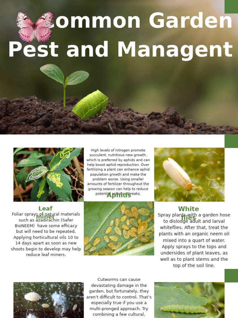 Common Insect pest | PDF | Insecticide | Insects