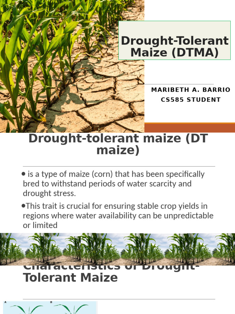 Barrio Maribeth Drought Tolerant Maize DTMA | PDF | Maize | Drought