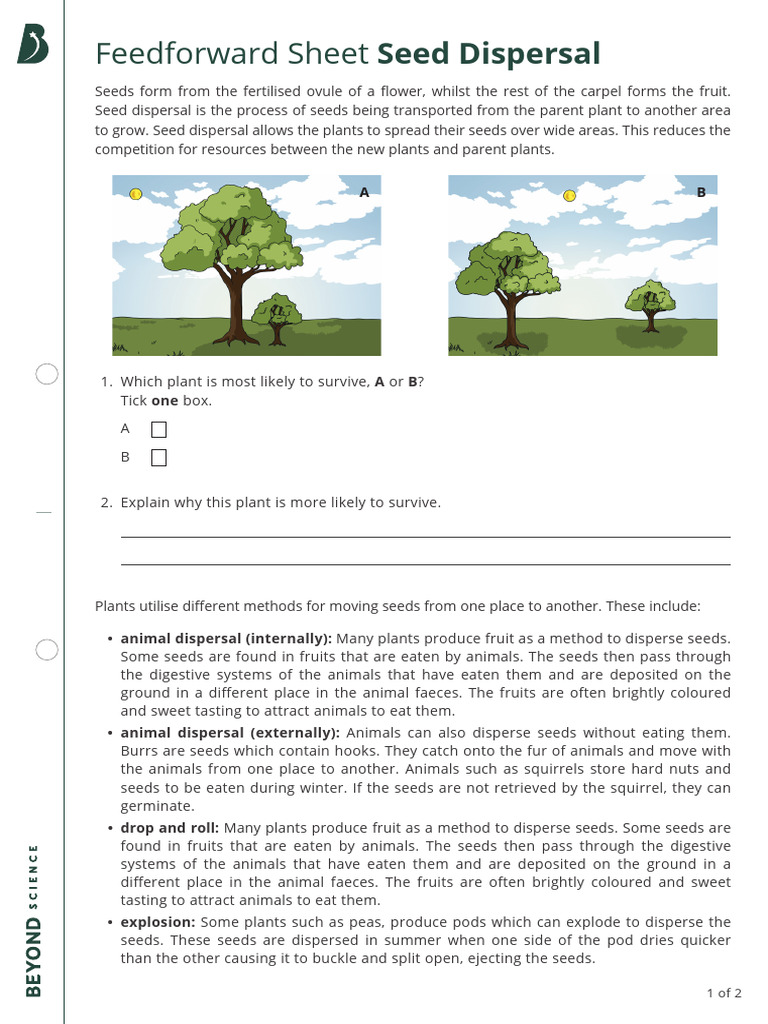 Feedforward Seed Dispersal | PDF | Seed | Fruit